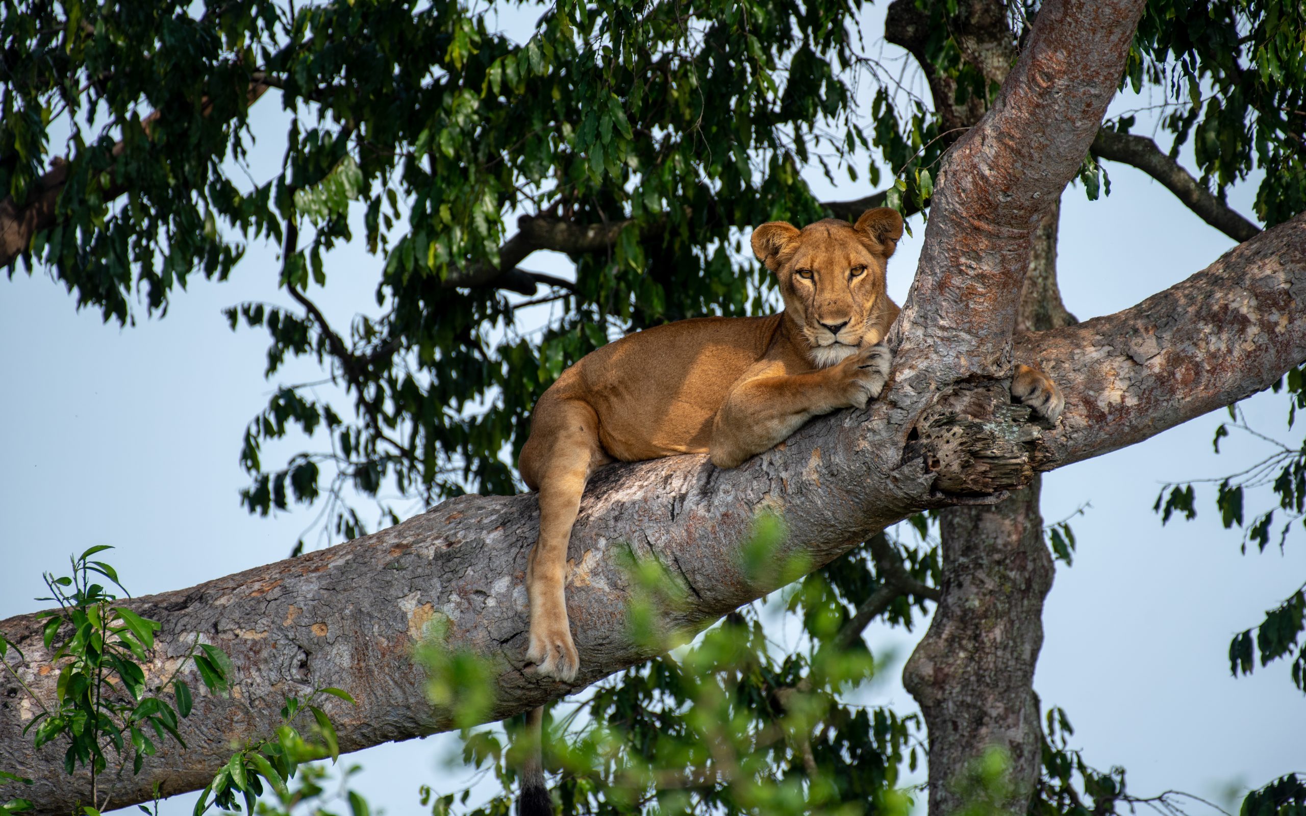 QUEEN ELIZABETH NATIONAL PARK